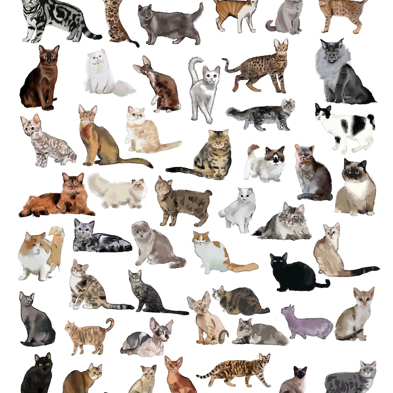 Breeds of Cats Poster - Etsy