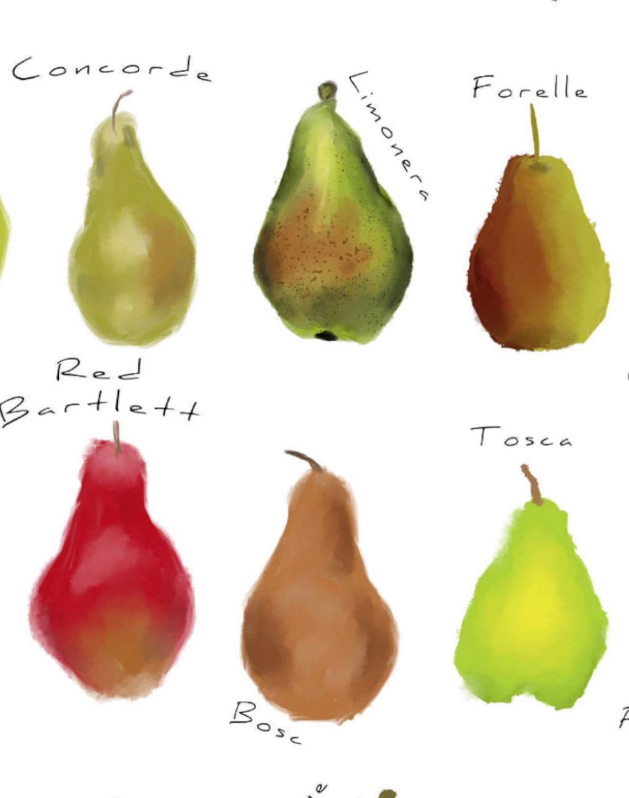 Pear Illustration Art Print: Fruit Identification Chart, Kitchen Decor ...