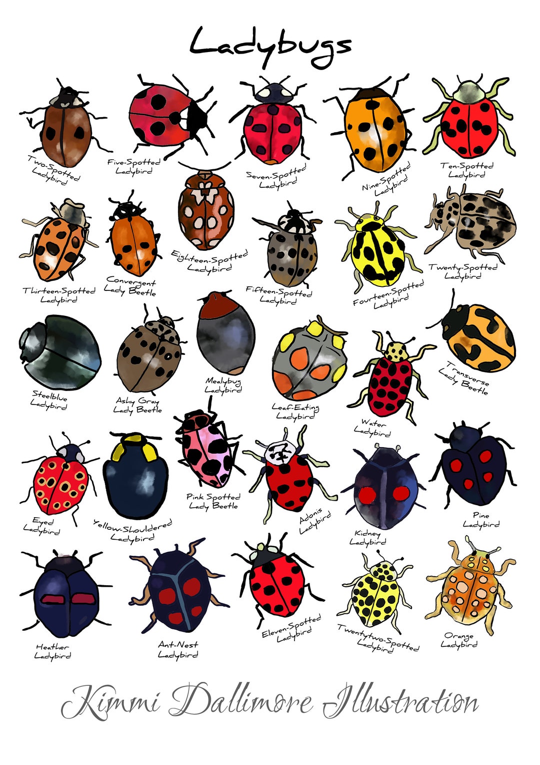 Ladybird Species Illustration Print Colorful Art Of Various Types ladybird-species-illustration-print-colorful-art-of-various-types