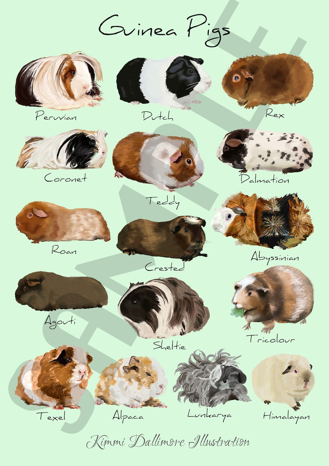 Guinea Pig Breed Illustration, Guinea Pig Varieties Wall Chart, Guinea ...