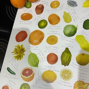 Citrus Art Print, Fruit Identification Wall Chart, Lemon and Orange ...