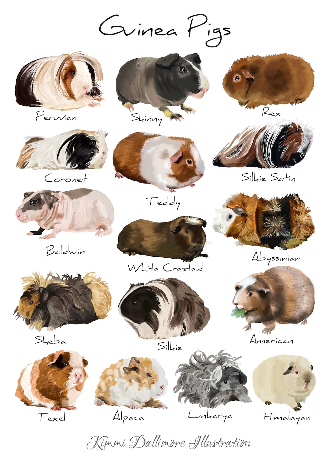 Guinea Pig Breeds Art Print: Colorful Cavy Illustration - Etsy UK