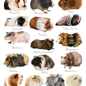 Guinea Pig Breeds Art Print: Colorful Cavy Illustration - Etsy