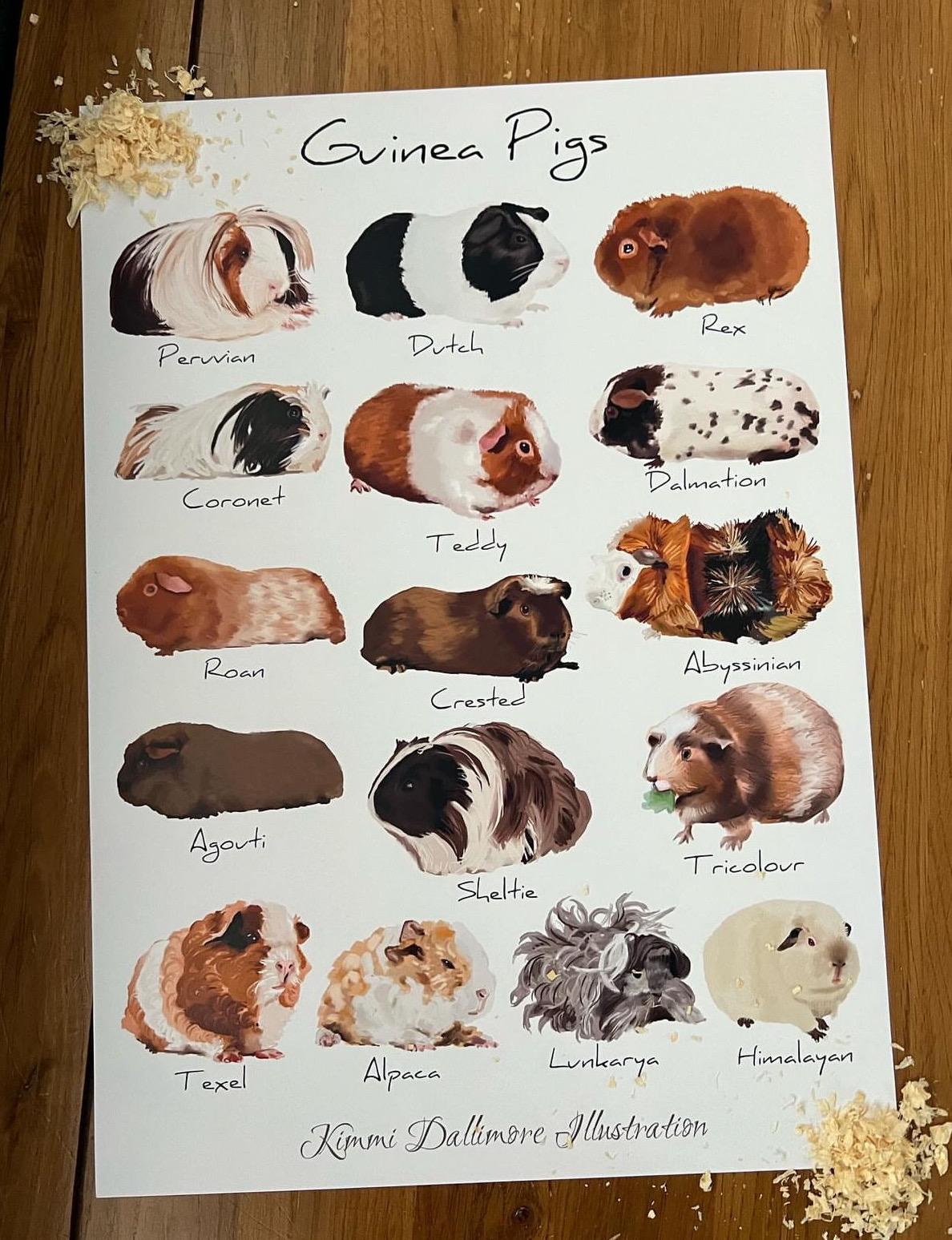 Guinea Pig Breeds Art Print: Colorful Cavy Illustration - Etsy