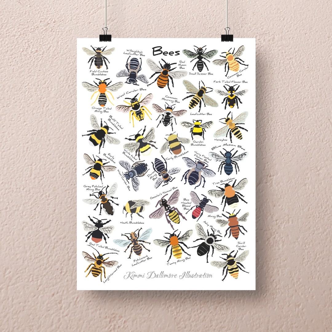 Bee Illustration Art Print Bee Types Wall Chart Bee - Etsy UK