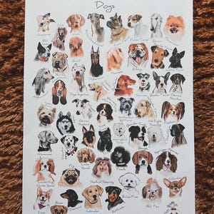 Dog Breed Illustration, Dog Varieties Wall Chart, Dog Types Art Print ...