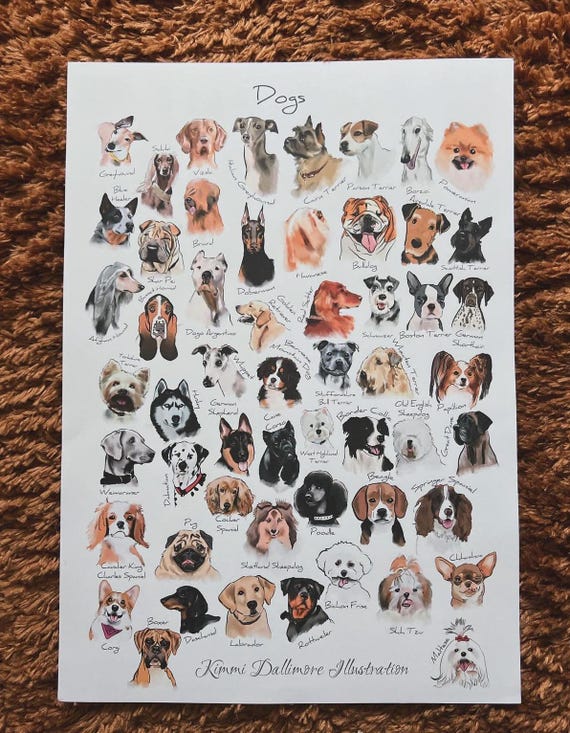 Tableau Des Races De Chiens Avec Noms Race De Chien: La Liste