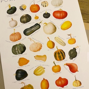 Pumpkins Squash - 11.7 X 16.5 in Art Print, Food, Home Decor ...