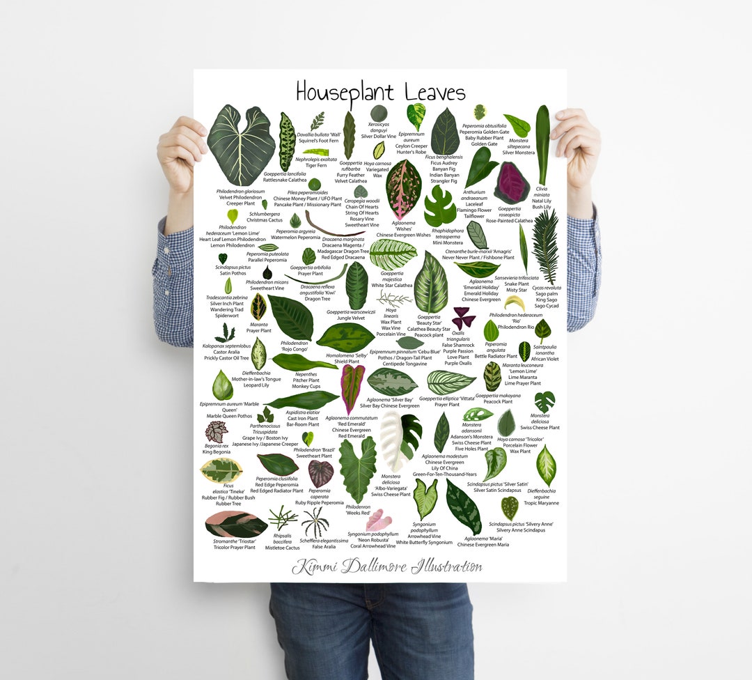 Houseplant Leaves Illustration A2 Poster Print: Plant Lover Art - Etsy