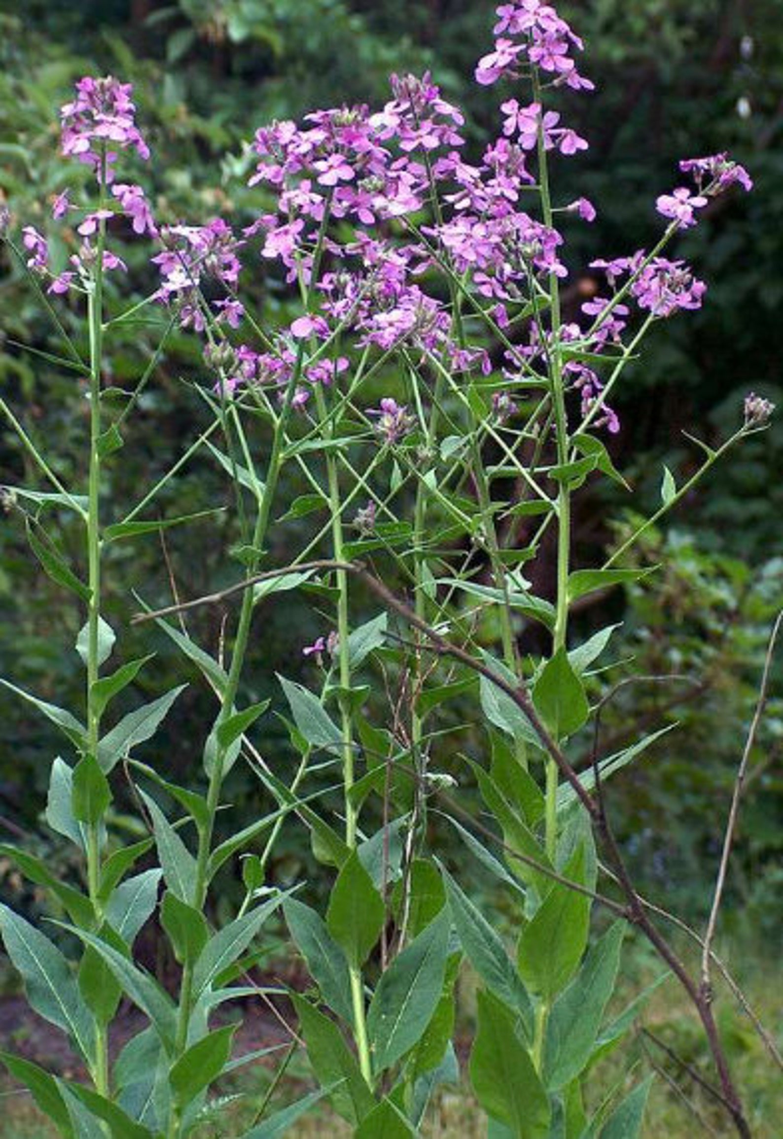 Organic SWEET ROCKET VIOLET 100/pkt | Etsy