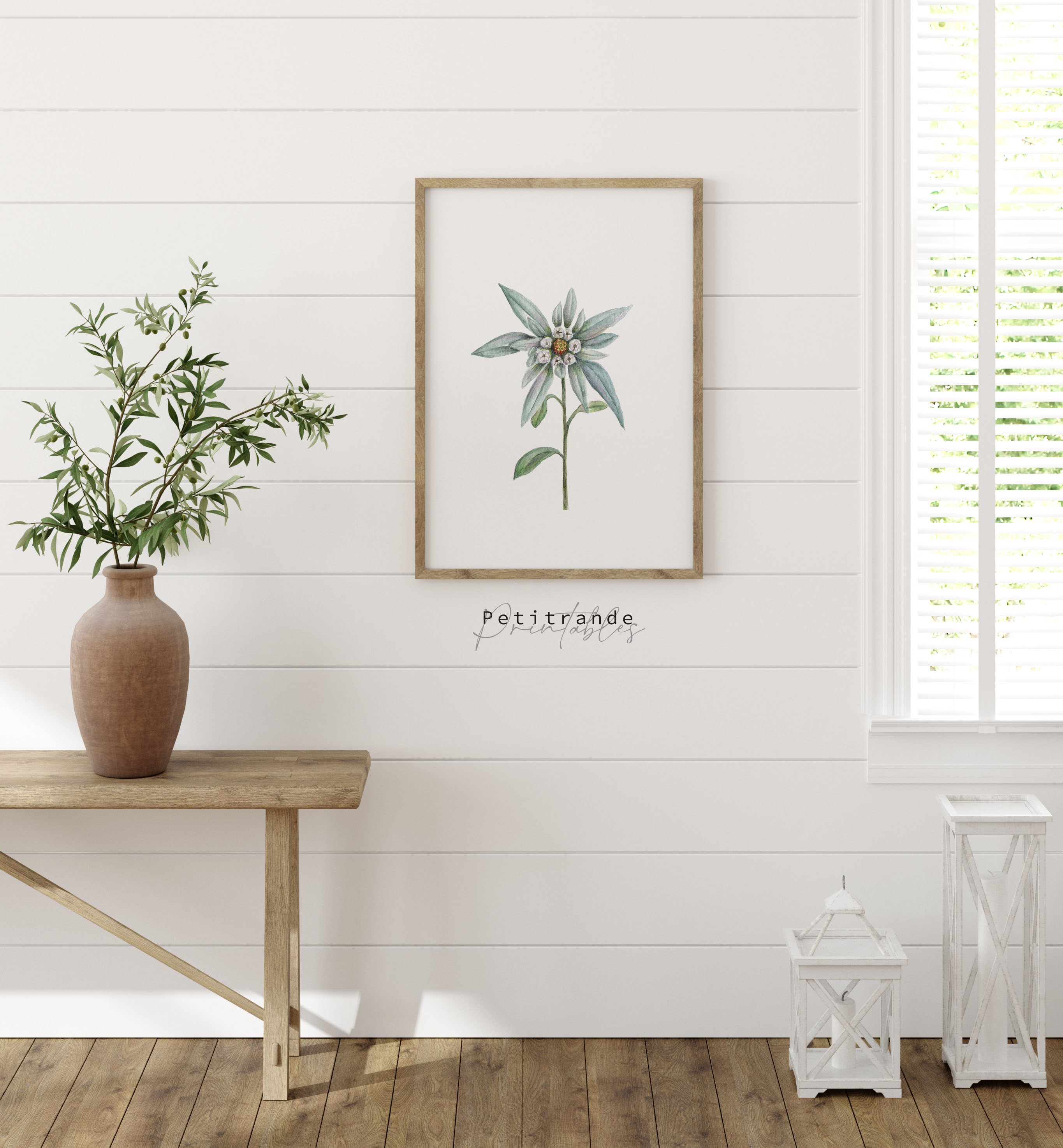 Edelweiss Print, Botanical Art Print, Watercolor Flower Drawing Poster ...