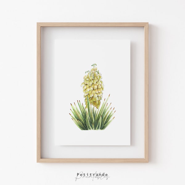 Yucca Plant - Etsy