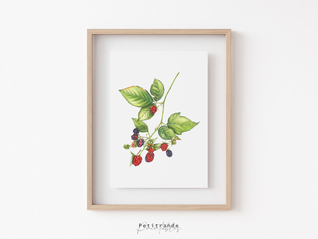 Blackberry Print, Botanical Prints, Printable Wall Art, Green Decor Art ...