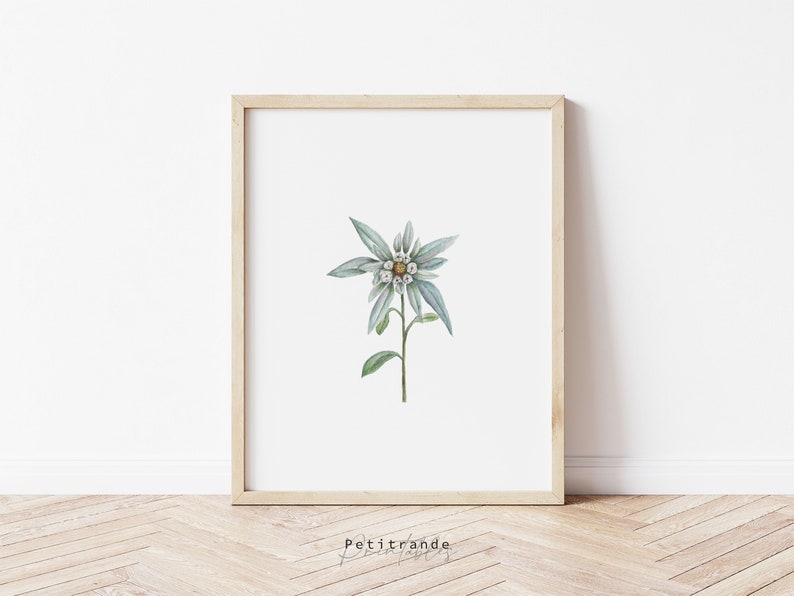 Edelweiss Print, Botanical Art Print, Watercolor Flower Drawing Poster ...