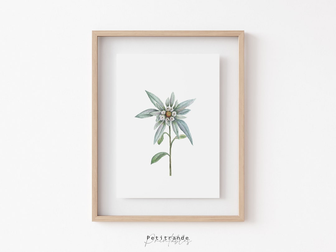 Edelweiss Print, Botanical Art Print, Watercolor Flower Drawing Poster ...