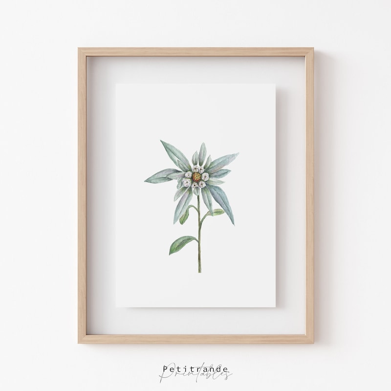 Edelweiss Wall Art - Etsy