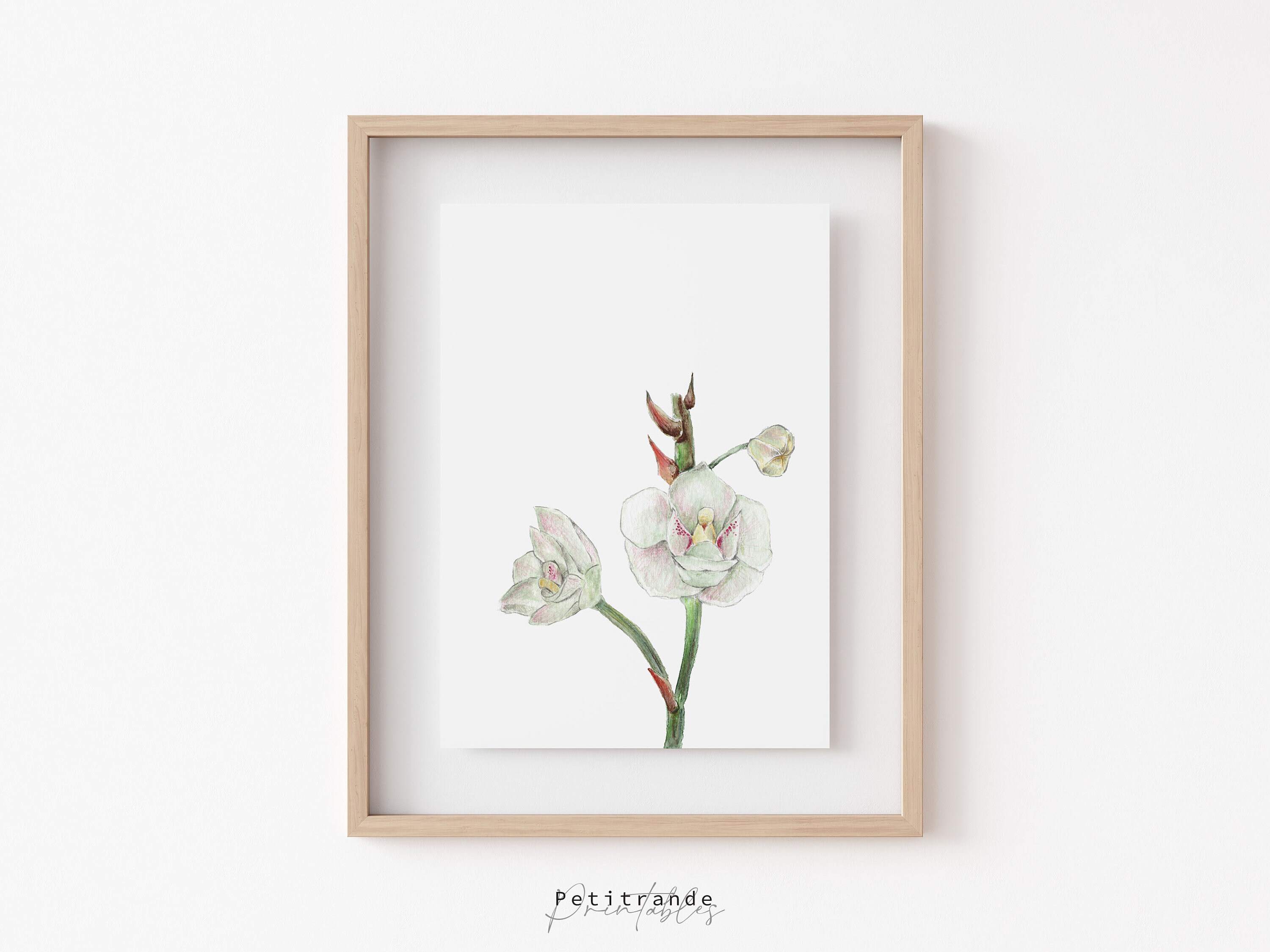 Dove Orchid Print, Peristeria Elata, Botanical Illustration, Watercolor ...