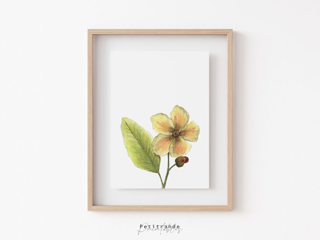 Simpoh Ayer Print, Brunei's National Flower, Simpor Tree, Botanical Art ...
