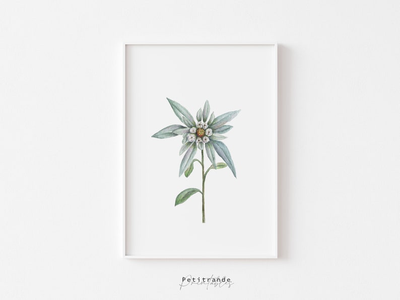 Edelweiss Print, Botanical Art Print, Watercolor Flower Drawing Poster ...