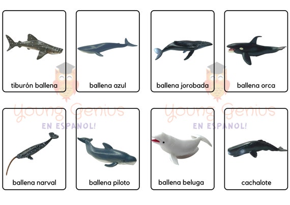 DIGITAL Ocean Animals in Spanish DOWNLOAD Flashcards | Etsy