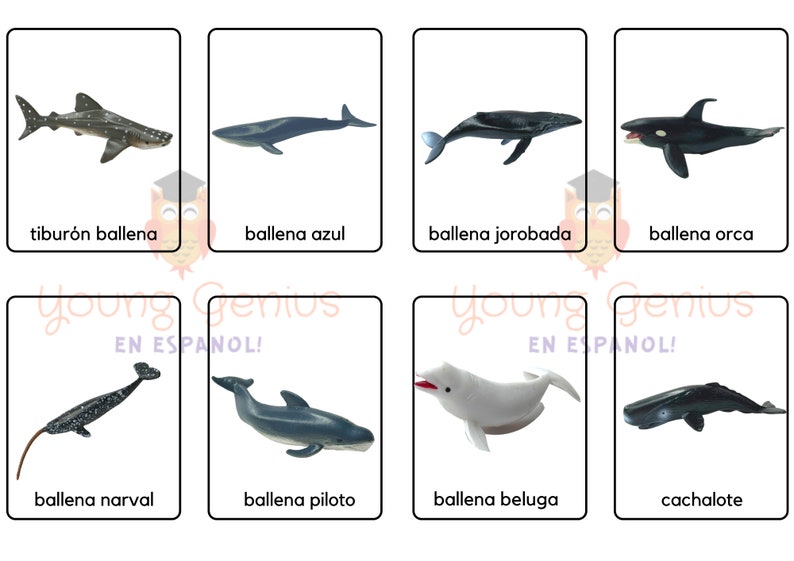 DIGITAL Ocean Animals in Spanish DOWNLOAD Flashcards - Etsy