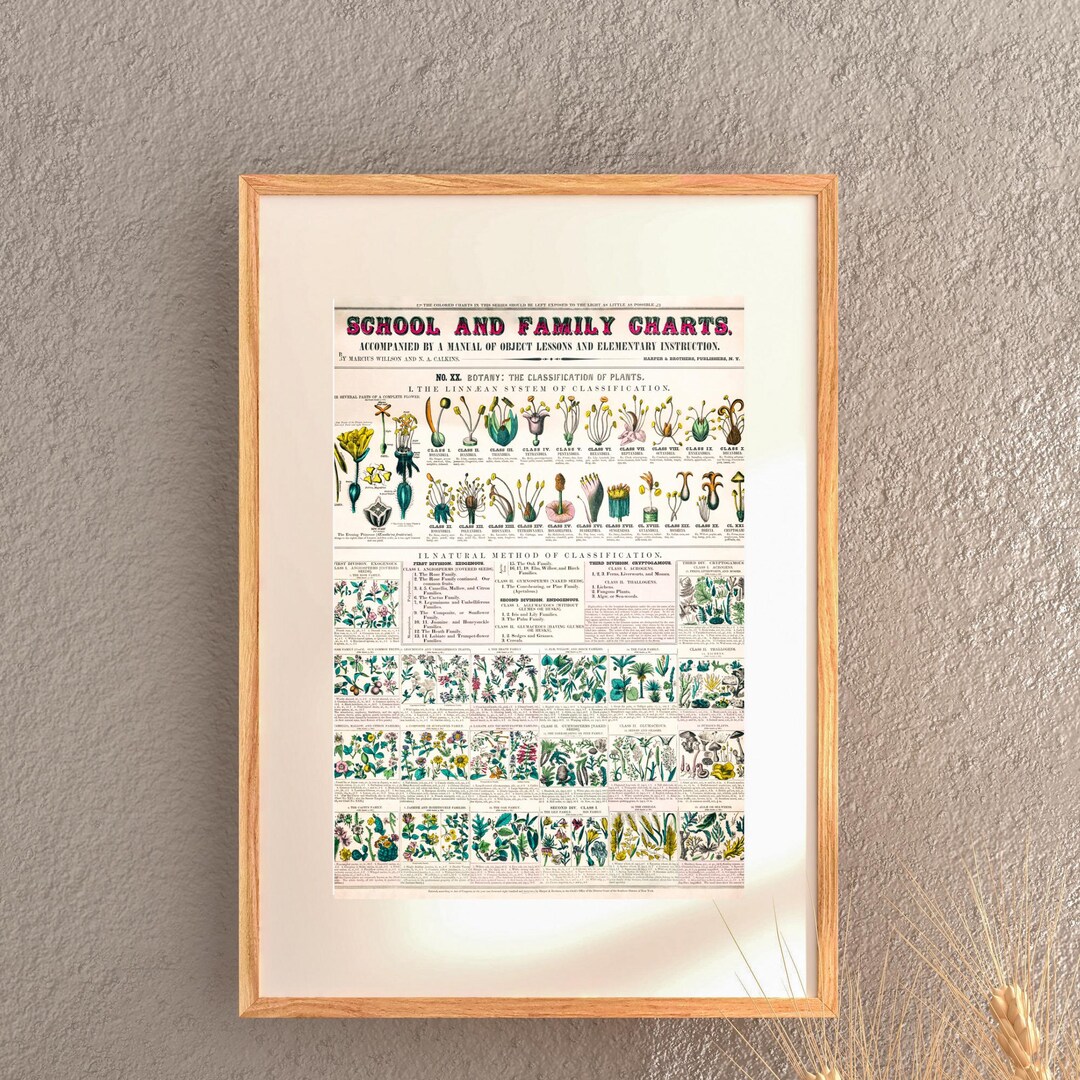 Old School Educational Poster Botany Classification of Plants Wall ...