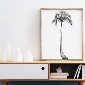 Palm Tree, Ink Drawing in Black and White, Minimalistic Pen Sketch ...