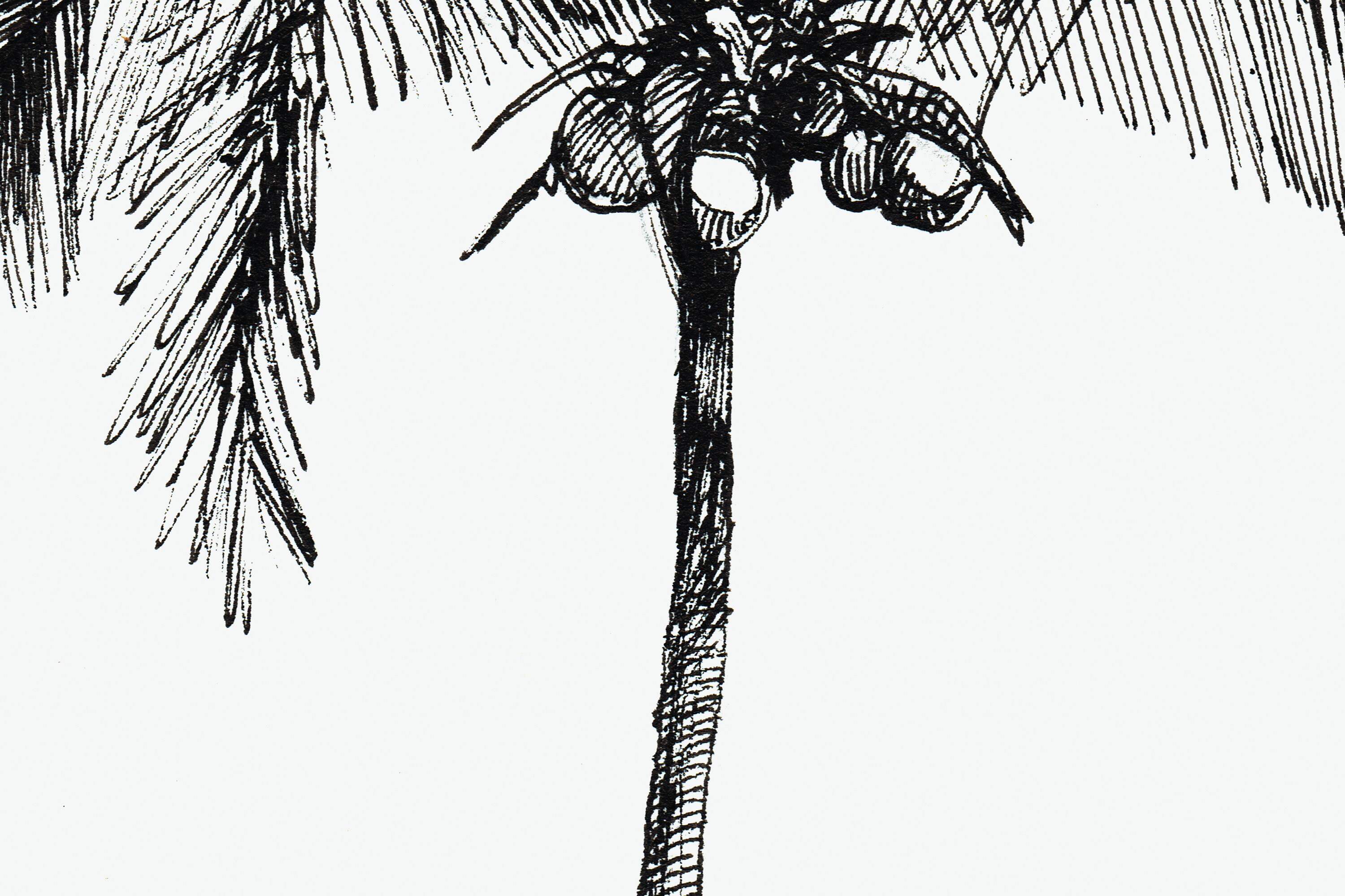 Palm Tree, Ink Drawing in Black and White, Minimalistic Pen Sketch ...