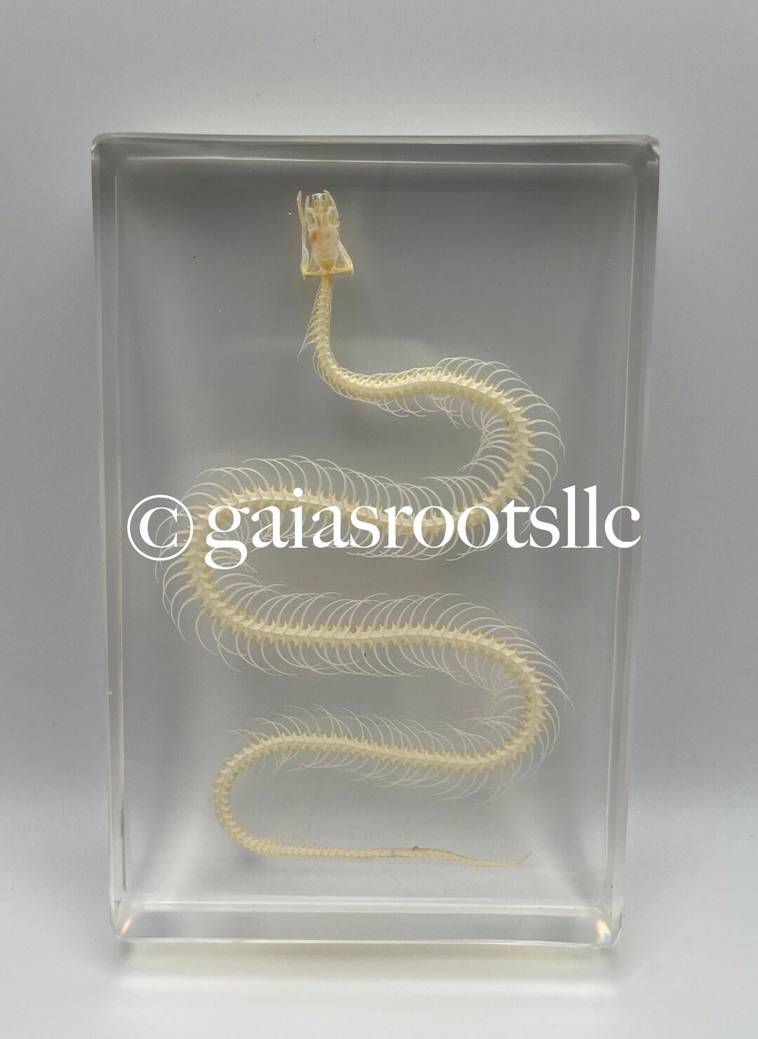 Rice Paddy Snake Skeleton Species in Resin - Etsy