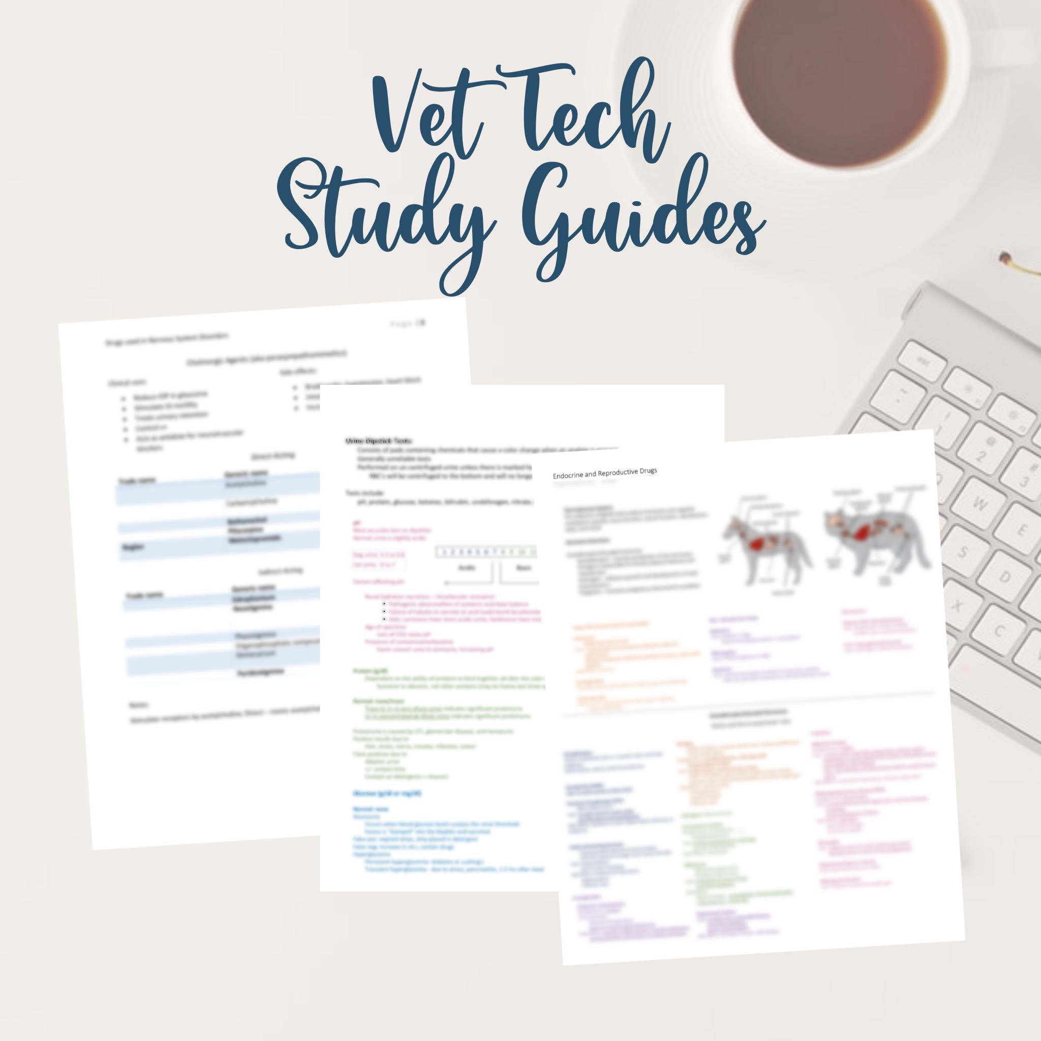 EXTERNAL PARASITES Vet Tech Study Guides Color Coded VTNE | Etsy