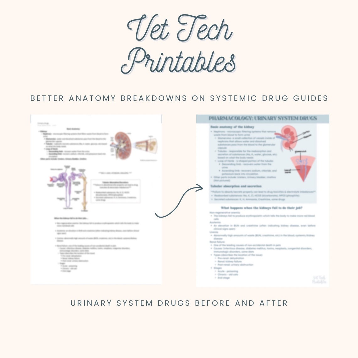PHARMACOLOGY BUNDLE Vet Tech Study Guides Color Coded VTNE Notes - Etsy