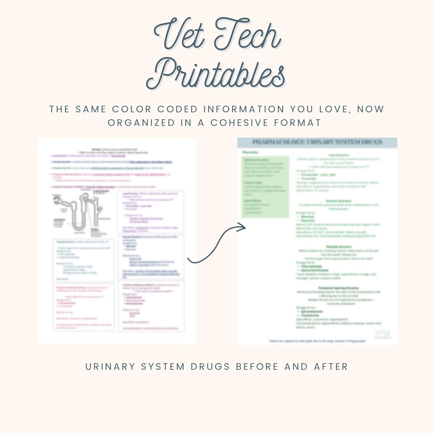PHARMACOLOGY BUNDLE Vet Tech Study Guides Color Coded VTNE Notes - Etsy