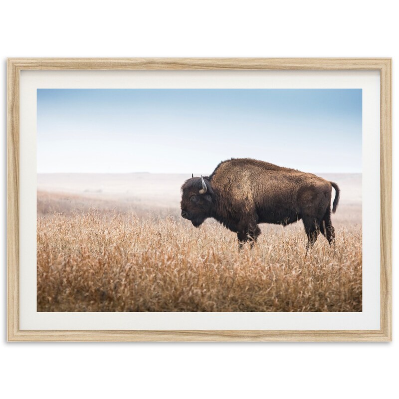Bison Print - Etsy