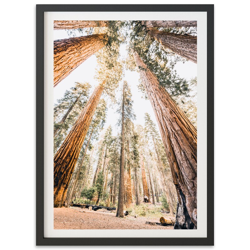 Redwood Tree Art - Etsy