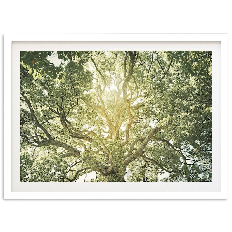 Framed Tree of Life Wall Art | Nature Photography Print, Botanical ...