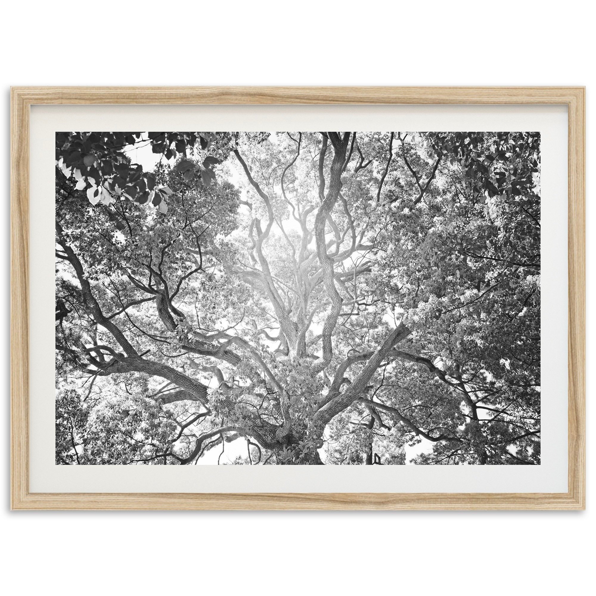 Fine Art Tree of Life Print Abstract Black and White Forest - Etsy