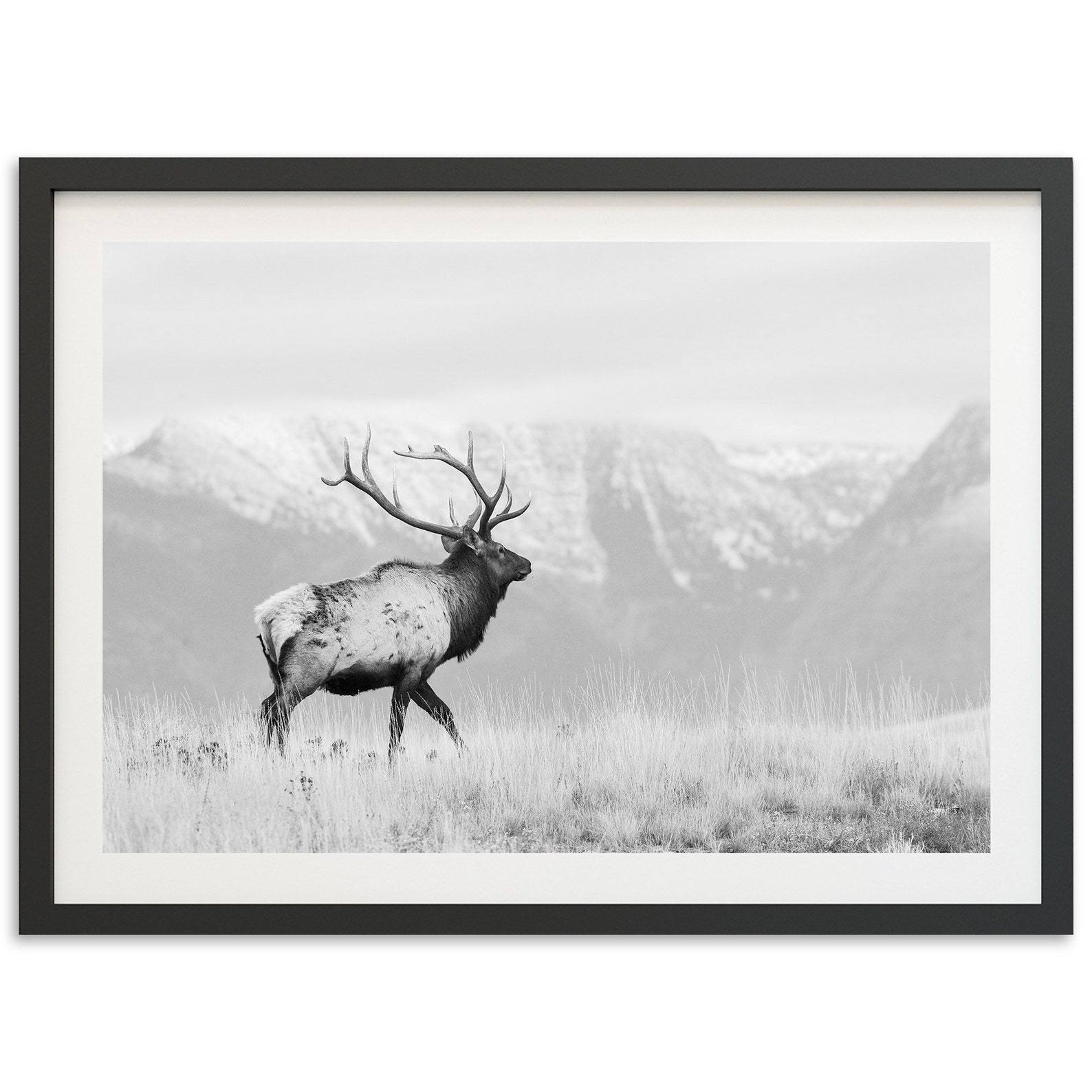 Fine Art American Elk Print Black and White Landscape Nature - Etsy