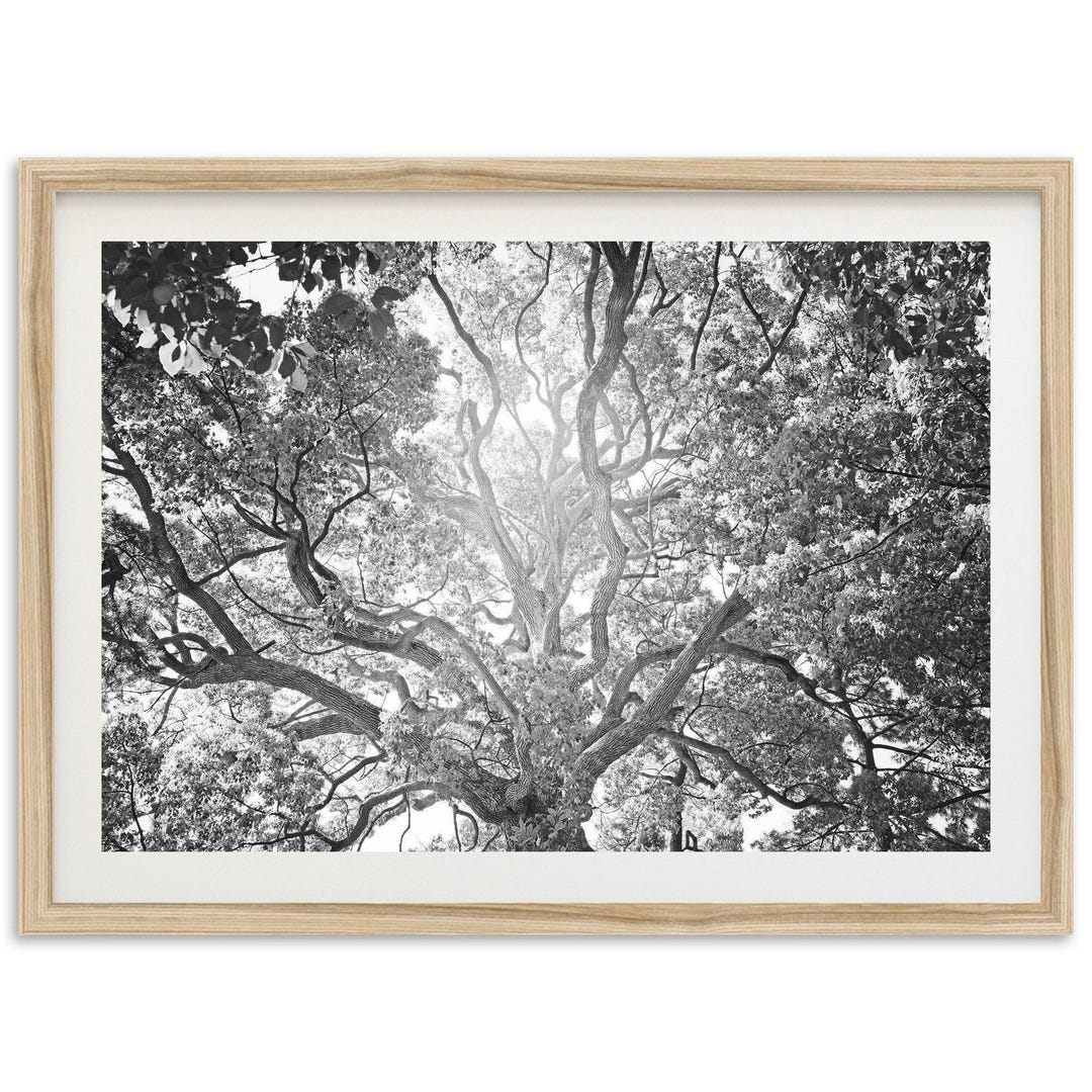 Framed Tree of Life Photography Print | Black and White Fine Art ...