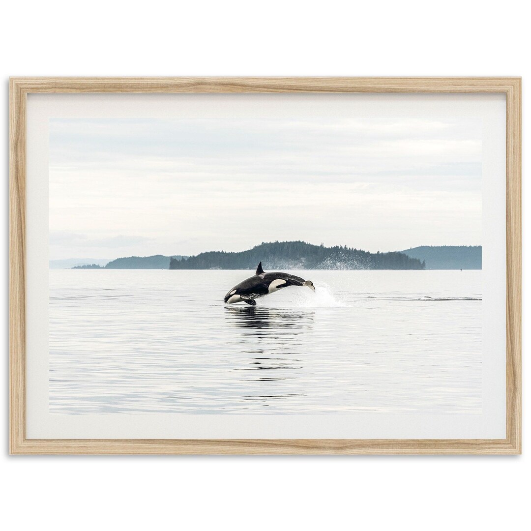 Framed Orca Wildlife Photography Print | Whale Wall Art, Rustic Home ...