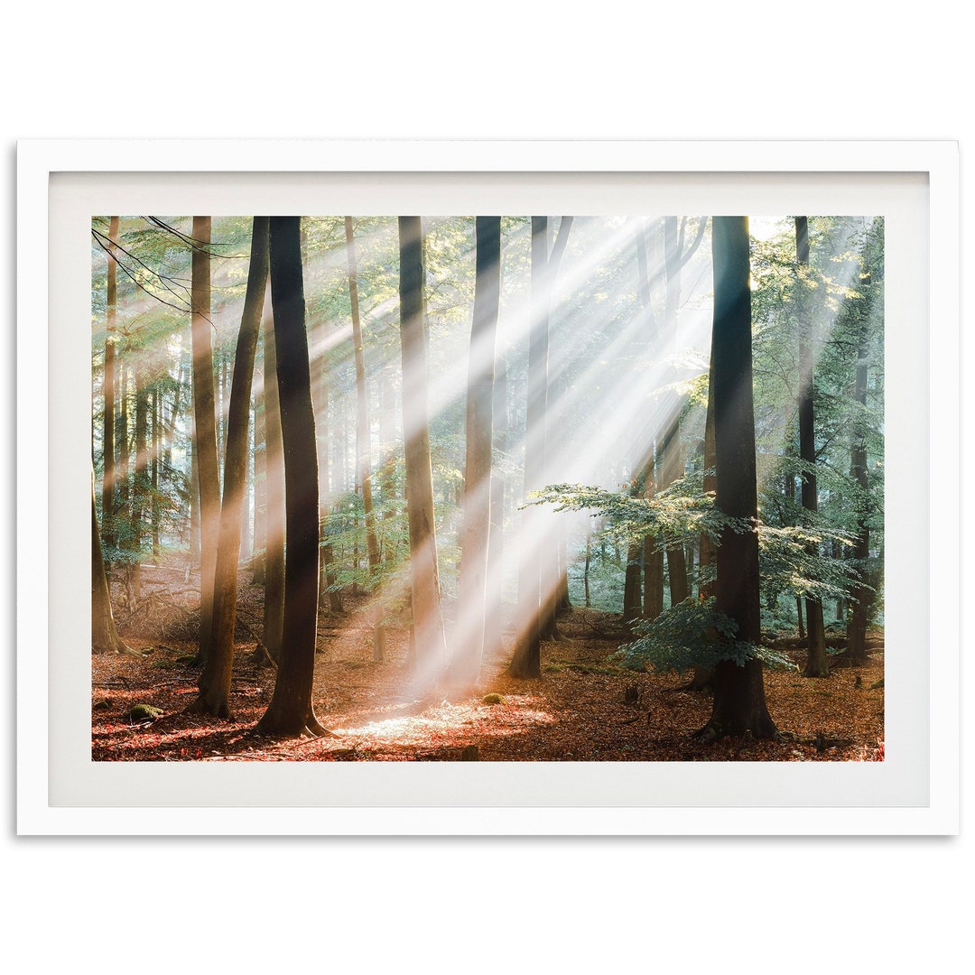 Fine Art Moody Forest Trees Print Mountain Nature Fall Landscape Framed ...