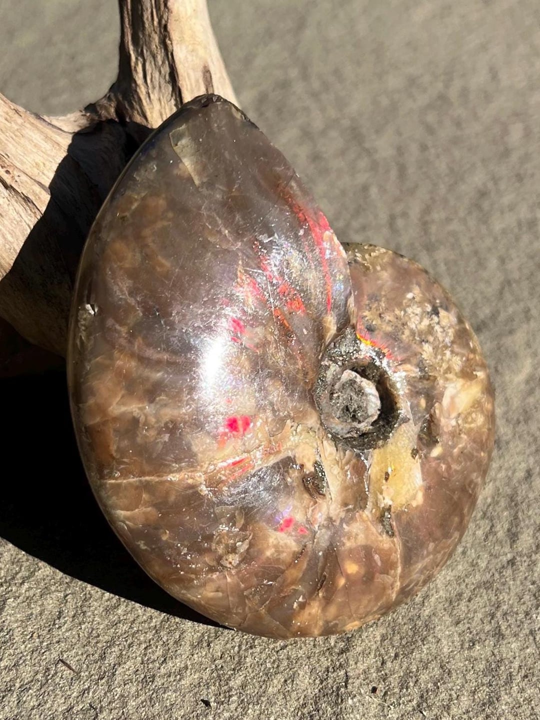 RARE Red Iridescence Opalized Ammonite Fossil From the Mahajanga ...