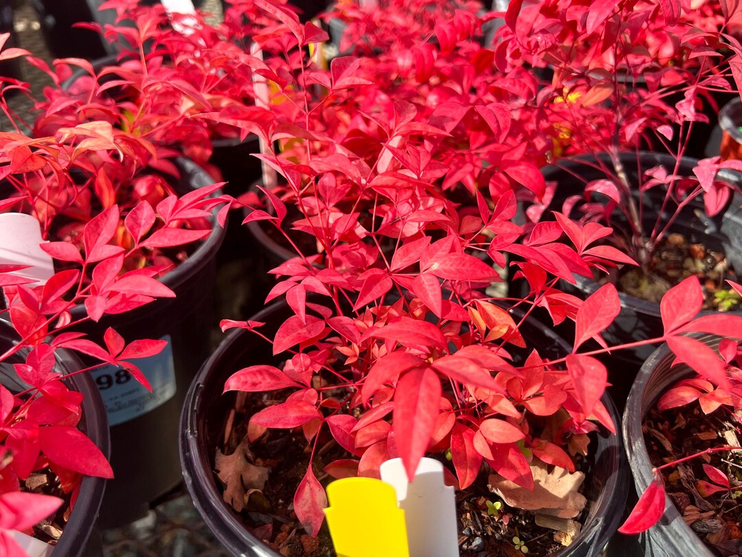Natural Super Red - Nandina Domestica ‘gulf Stream Red’ – 1 Gal Pot ...