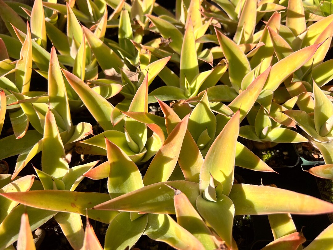 Agave Attenuata | Common Agave - Mini Plant / Bonsai - Etsy