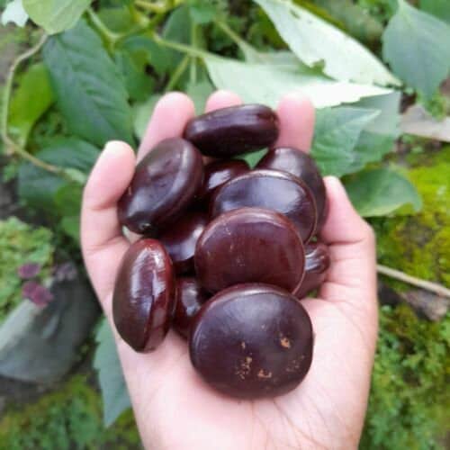 100% Natural Ayurvedic Sea Bean African Dream Herb Been Entada Seed ...