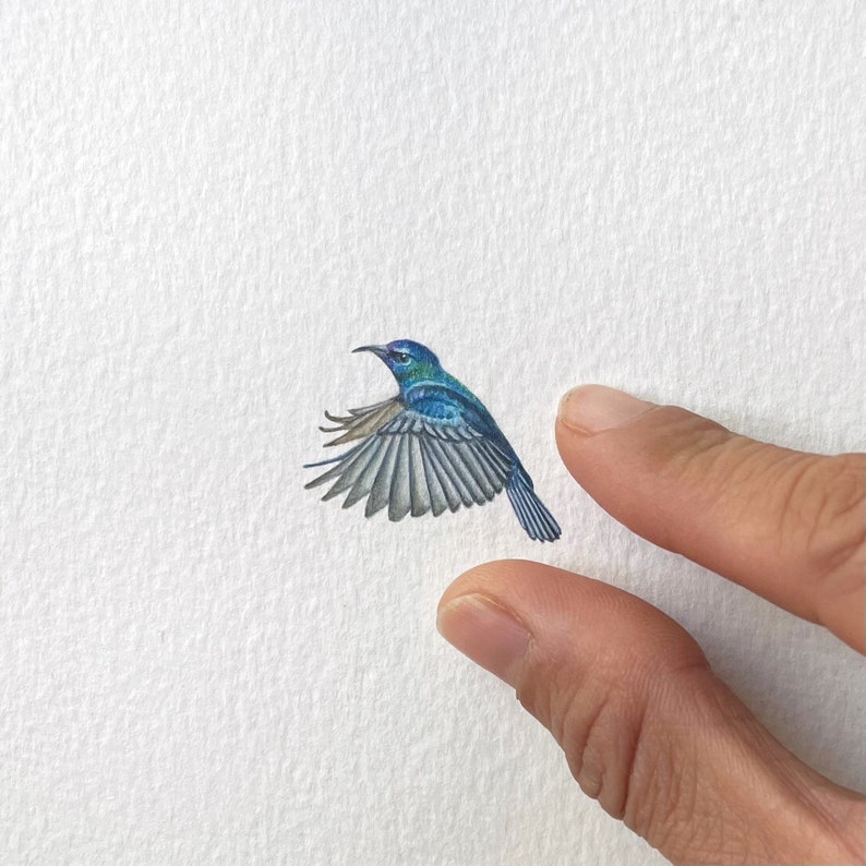 Palestine Sunbird, National Bird of Palestine, Original Painting, Tiny ...