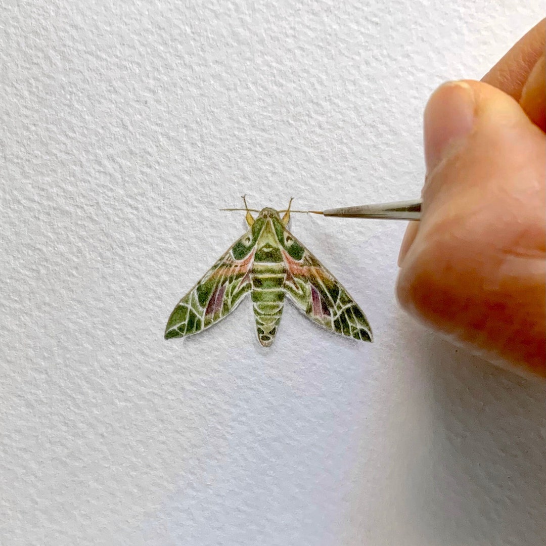 Oleander Hawk Moth (daphnis Nerii), Original Painting, Tiny Art - Etsy
