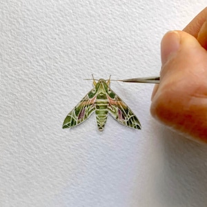 Oleander Hawk Moth (daphnis Nerii), Original Painting, Tiny Art - Etsy