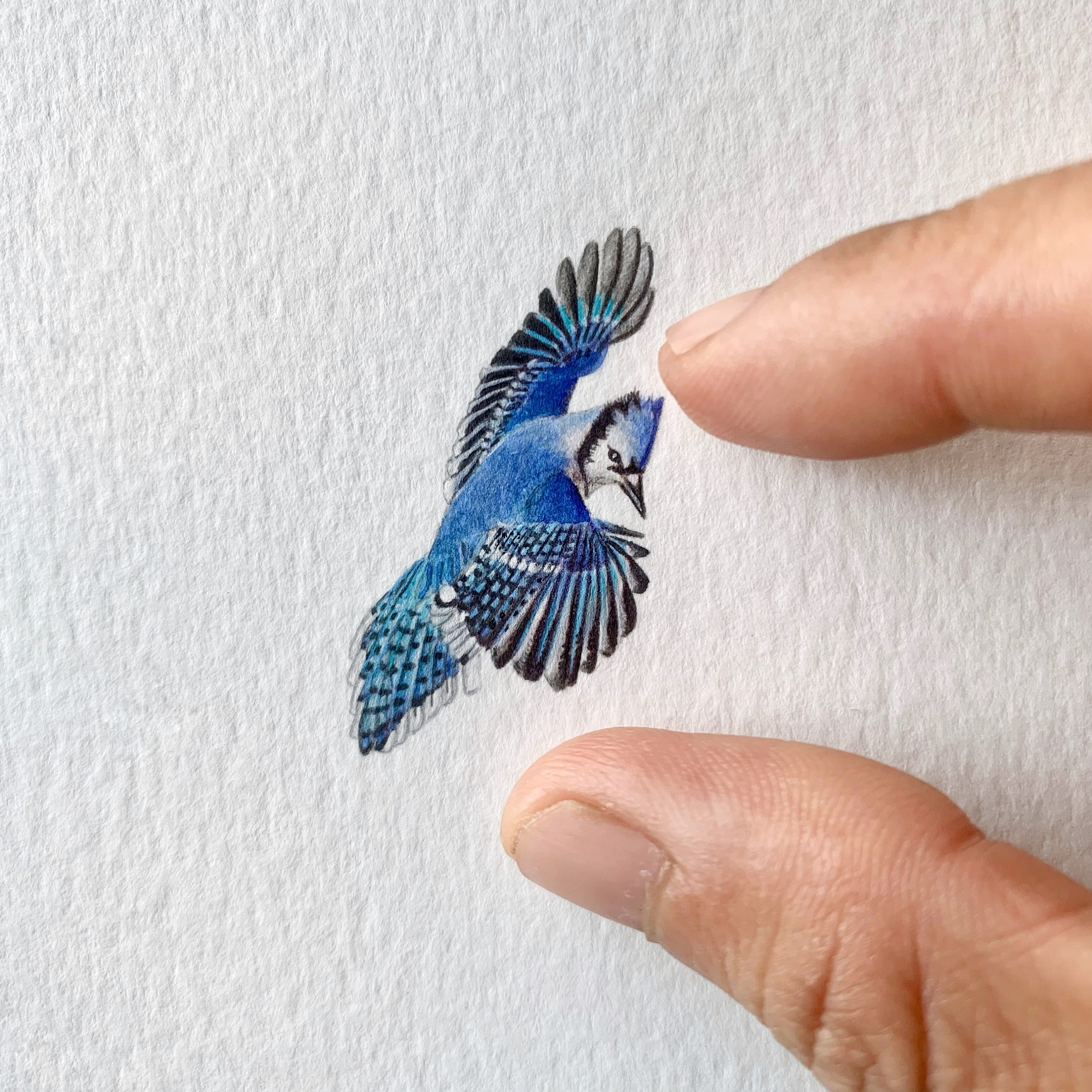 Flying Blue Jay Tattoo