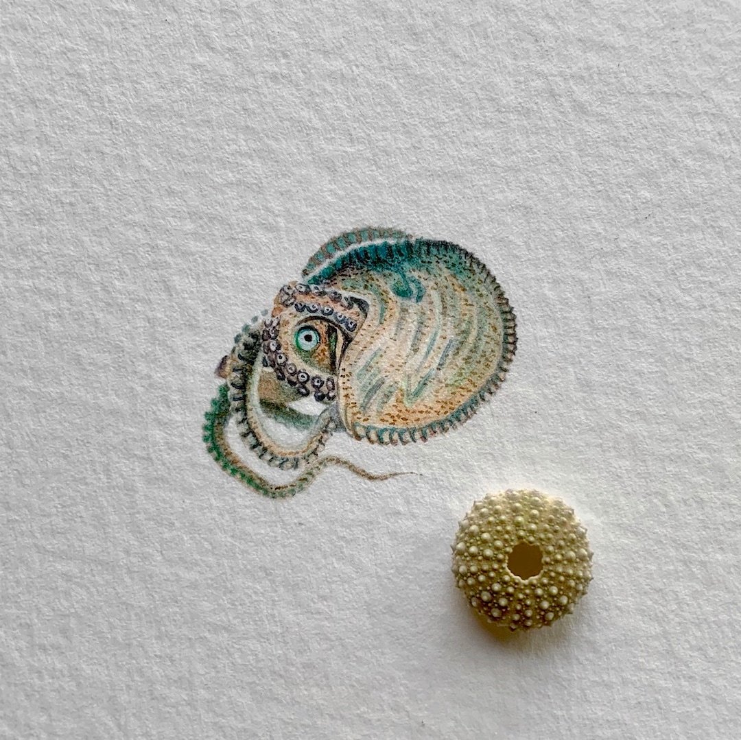 Argonaut, Paper Nautilus, Octopus, Cephalopod, Original Painting ...