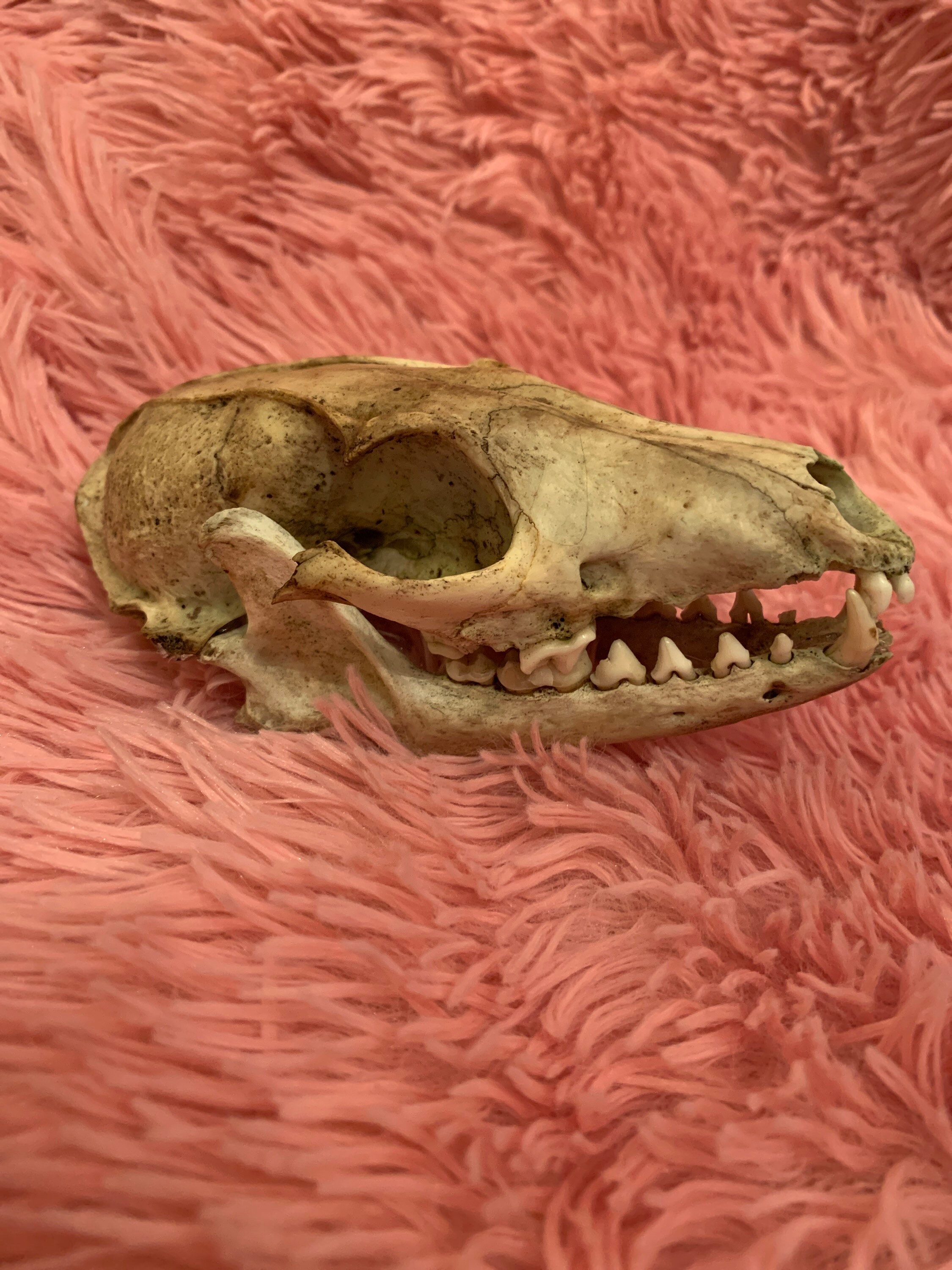 Fisher Cat skull | Etsy